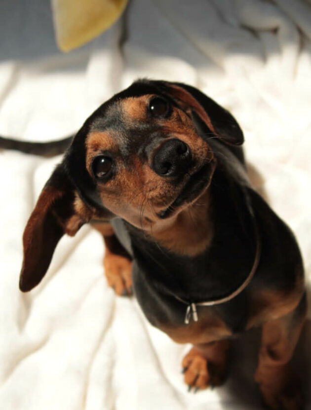 Animals & Pet Photography | Blunt Notion | Digital Agency In Yeovil ...